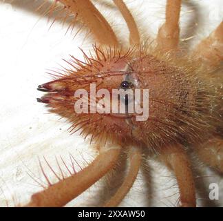 Pale Moon Spider (Zeria monteiri) Arachnida Stock Photo - Alamy