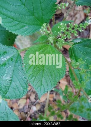 West Indian woodnettle (Laportea aestuans) Plantae Stock Photo - Alamy