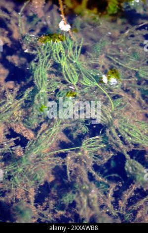 muskgrass (Chara) Plantae Stock Photo - Alamy