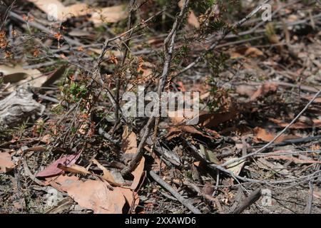 Australian Emperor (Anax papuensis) Insecta Stock Photo - Alamy