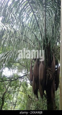 Cohune Palm (Attalea cohune) Plantae Stock Photo - Alamy