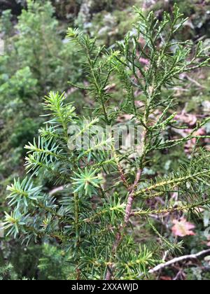 pink pine (Halocarpus biformis) Plantae Stock Photo - Alamy