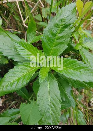 Yellow alder (Turnera ulmifolia), Plantae, Matanzas, CU, Yellow Alder ...