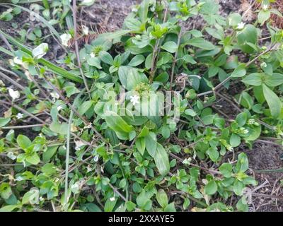 Florida Pusley (Richardia scabra) Plantae Stock Photo - Alamy