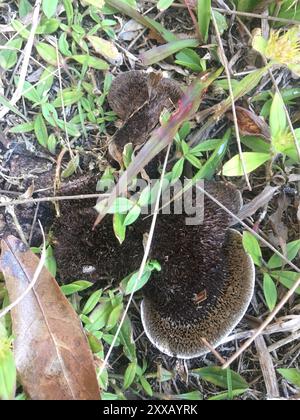 Hairy Hexagonia (Hexagonia hydnoides) Fungi Stock Photo - Alamy