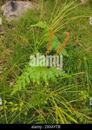 Pine fern (Anemia adiantifolia) Plantae Stock Photo - Alamy