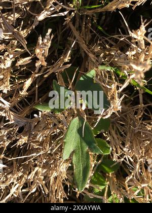 Early Buttercup (Ranunculus fascicularis), Plantae, Manitoulin Island ...