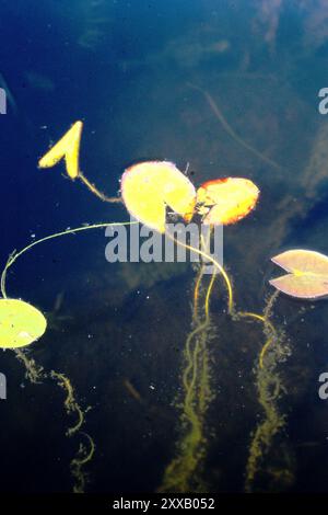Dwarf Water-lily (Nymphaea leibergii) Plantae Stock Photo - Alamy