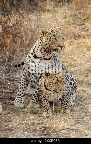 Breeding pair of leopards, couple of male and female leopards mating in ...