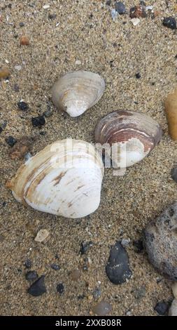 Atlantic Rangia (Rangia cuneata) Mollusca Stock Photo - Alamy