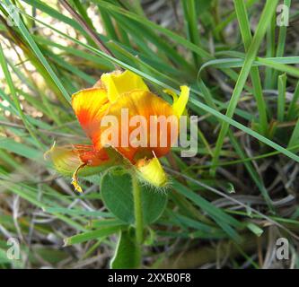 (Lotononis laxa) Plantae Stock Photo - Alamy