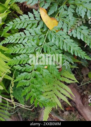 Pine fern (Anemia adiantifolia) Plantae Stock Photo - Alamy