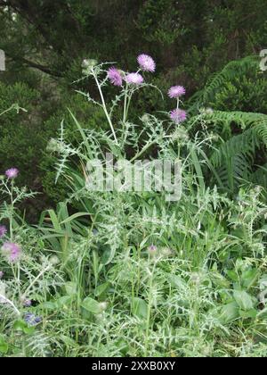 Boar Thistle (Galactites tomentosus) Plantae Stock Photo - Alamy
