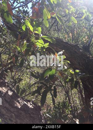 gray oak (Quercus grisea) Plantae Stock Photo - Alamy