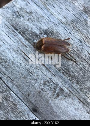 Rain click beetles (Scaptolenus) Insecta Stock Photo - Alamy