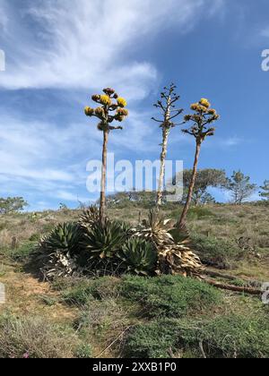 Shaw's Agave (Agave shawii) Plantae Stock Photo - Alamy