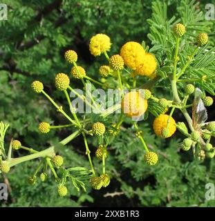 Sweet-scented Pod (Vachellia nilotica kraussiana) Plantae Stock Photo ...