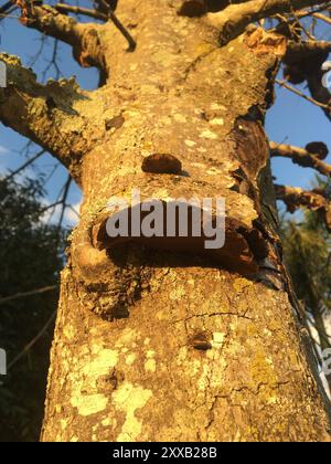 Hairy Hexagonia (Hexagonia hydnoides) Fungi Stock Photo - Alamy
