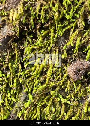 tree-skirt moss (Pseudanomodon attenuatus) Plantae Stock Photo - Alamy