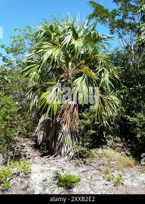 Key Thatch Palm (Leucothrinax morrisii) Plantae Stock Photo - Alamy