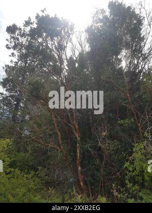 arrayan (Luma apiculata) Plantae Stock Photo - Alamy