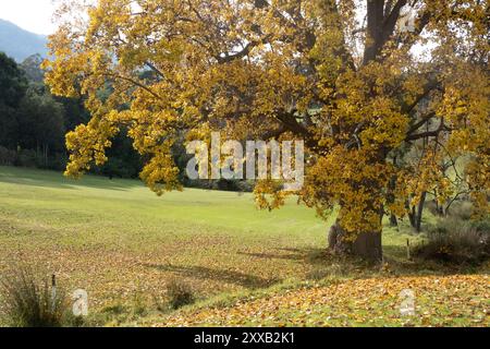Warburton Golf Club in Australia Stock Photo - Alamy