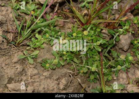 spreading sneezeweed (Centipeda minima), Plantae, Burbank QLD 4156 ...