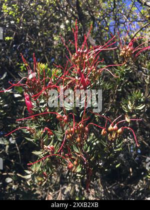 (Bejaria resinosa) Plantae Stock Photo - Alamy
