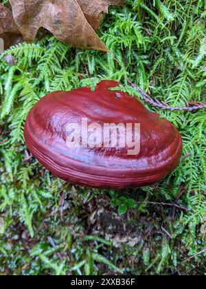 West Coast Reishi (Ganoderma oregonense) Fungi Stock Photo - Alamy