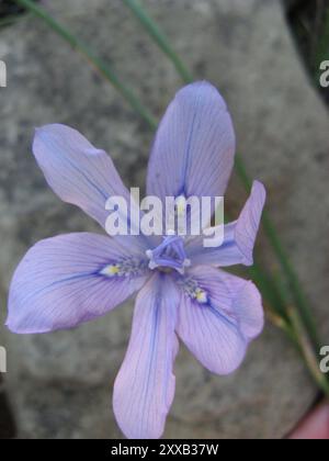 (Moraea stricta) Plantae Stock Photo - Alamy