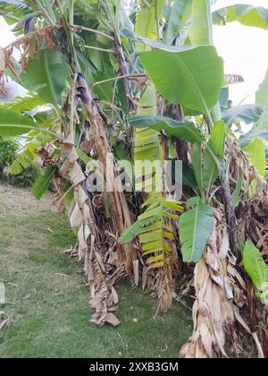 Cavendish banana (Musa acuminata) Plantae Stock Photo - Alamy