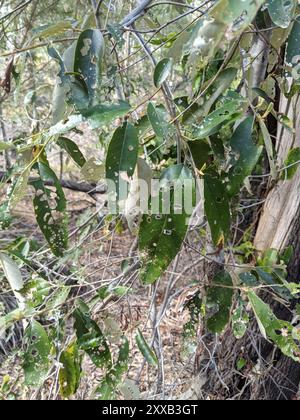 Red Ash (Alphitonia excelsa) Plantae Stock Photo - Alamy