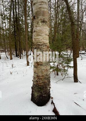 paper birch (Betula papyrifera) Plantae Stock Photo - Alamy