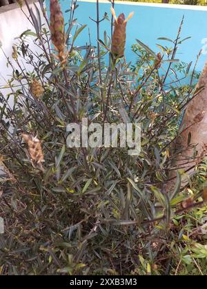 Hop-headed Barleria (Barleria lupulina) Plantae Stock Photo - Alamy