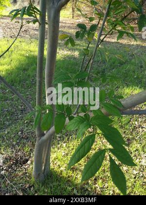Shamel Ash (Fraxinus uhdei) Plantae Stock Photo - Alamy
