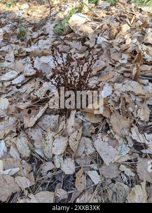 Beechdrops (Epifagus virginiana) Plantae Stock Photo - Alamy