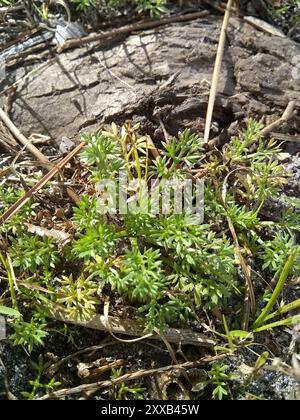common soliva (Soliva sessilis) Plantae Stock Photo - Alamy