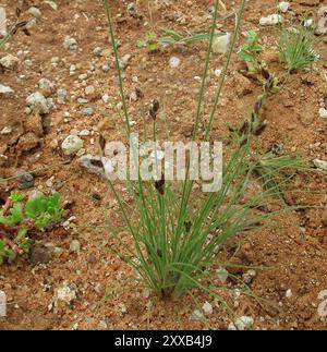 Dwarf Nutgrass (Bulbostylis hispidula pyriformis) Plantae Stock Photo ...