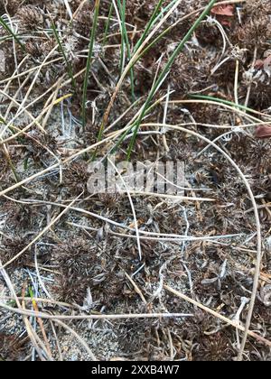 springbank clover (Trifolium wormskioldii), Plantae, Pebble Beach, CA ...