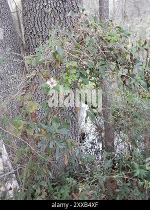 Climbing Aster (Ampelaster carolinianus) Plantae Stock Photo - Alamy