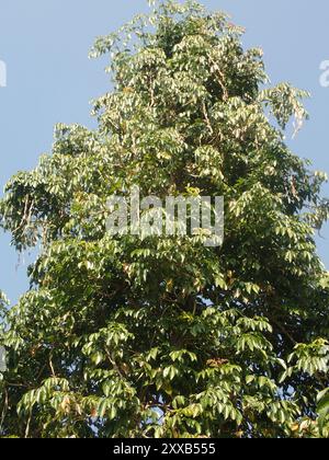 Emerald Tree (Radermachera sinica) Plantae Stock Photo - Alamy