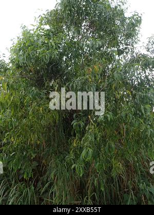 Earpod Wattle (Acacia auriculiformis) Plantae Stock Photo - Alamy