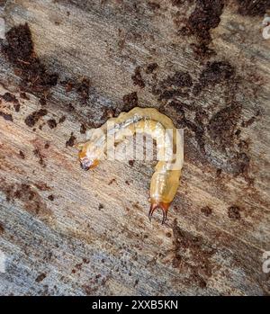 (Dendroides ephemeroides) Insecta Stock Photo - Alamy