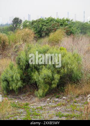 athel tamarisk (Tamarix aphylla) Plantae Stock Photo - Alamy