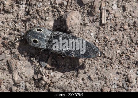 Western Eyed Click Beetle (Alaus melanops) Insecta Stock Photo - Alamy