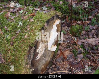 serried porecrust (Fomitopsis serialis) Fungi Stock Photo - Alamy