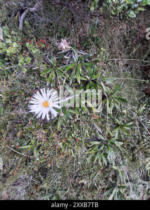 Common Mountain Daisy (Celmisia spectabilis spectabilis) Plantae Stock ...