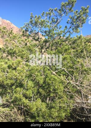 Mexican pinyon (Pinus cembroides) Plantae Stock Photo - Alamy