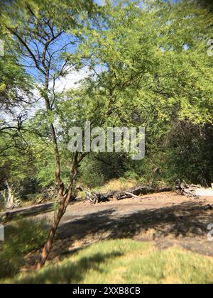 kiawe (Neltuma pallida) Plantae Stock Photo - Alamy