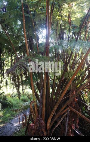 hāpu‘u pulu (Cibotium glaucum) Plantae Stock Photo - Alamy